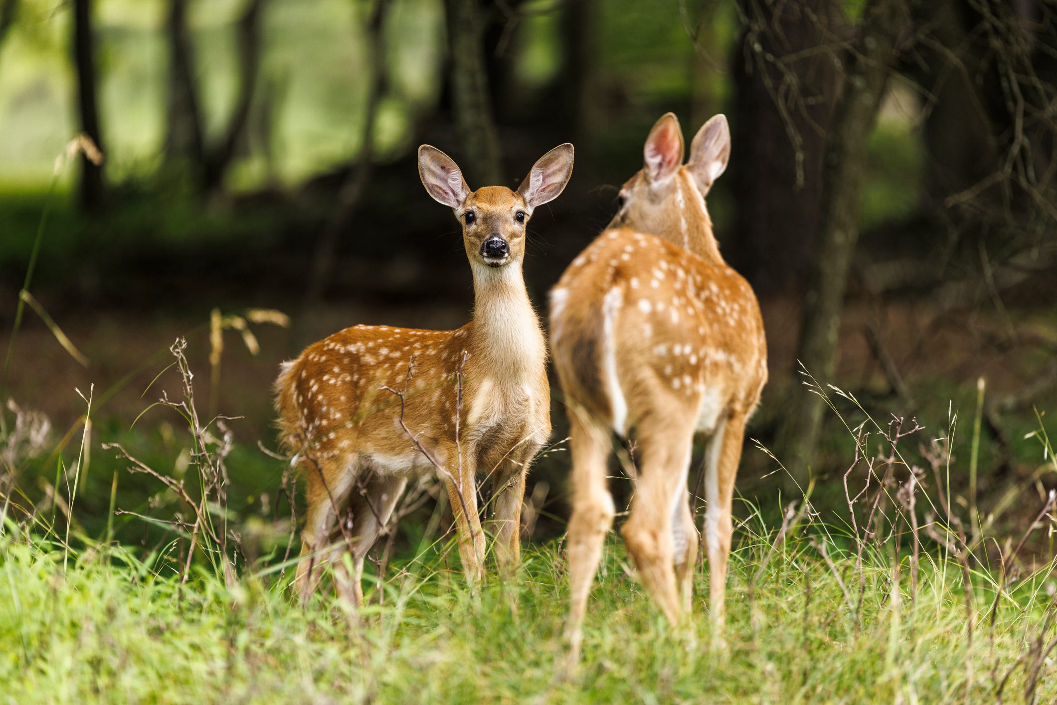 New deer hunting regulations, season dates for 2025. What hunters need ...