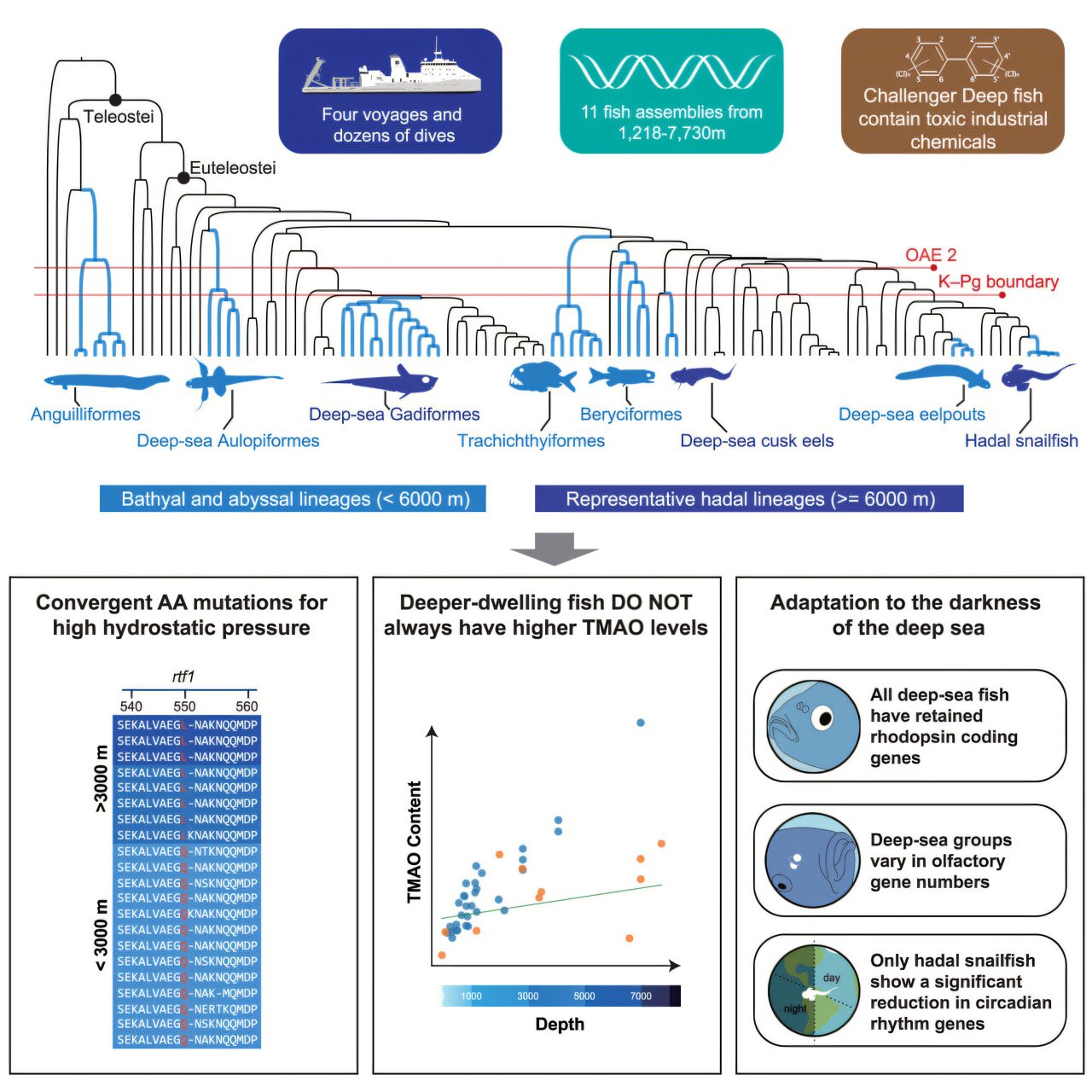 Deep-sea fish study reveals evolutionary marvels in Earth's hadal zone