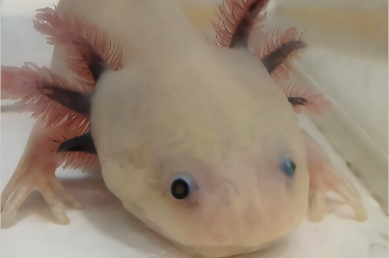 Axolotls help reveal keratinocytes, not fibroblasts, make collagen for ...