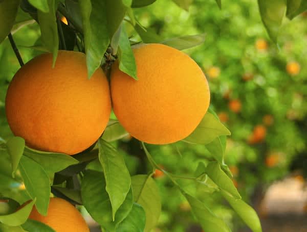 Slightly Sweeter News For Florida Citrus: Production Estimates Edge Up ...