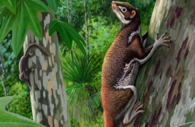 Discovering the leaf-eating, tree-clinging mammal of the Paleocene