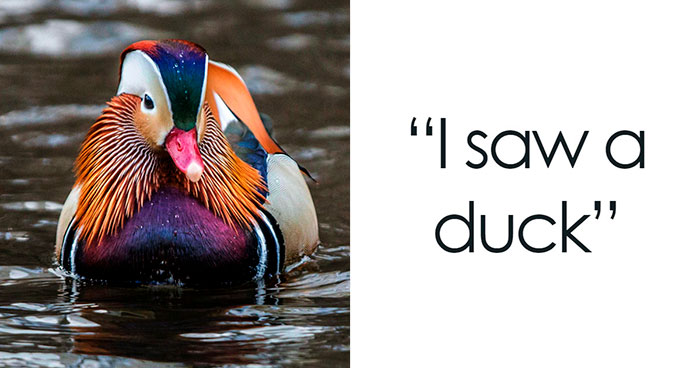 “I Saw A Duck”: 16 Hilariously Trivial Reasons That Made Pregnant Women ...