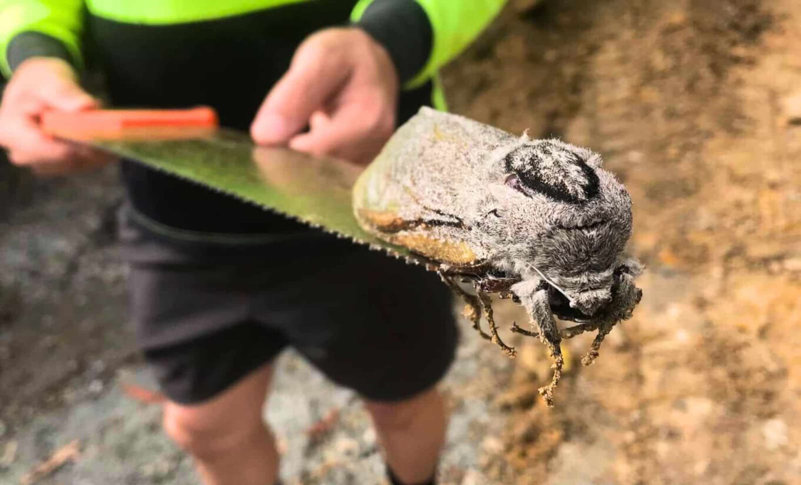 This “Rat-Sized” Moth Is Too Big for Any Lamp—Rare Giant Found by Chance!