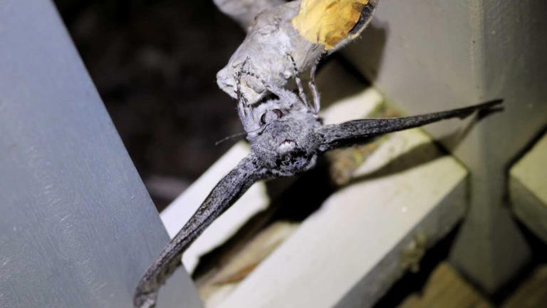 This “Rat-Sized” Moth Is Too Big for Any Lamp—Rare Giant Found by Chance!