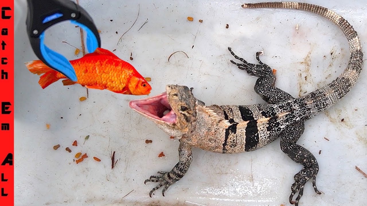 Can an Iguana Befriend a Fish?