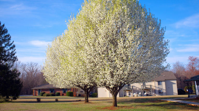 Native Alternatives To Grow Instead Of Bradford Pear Tree