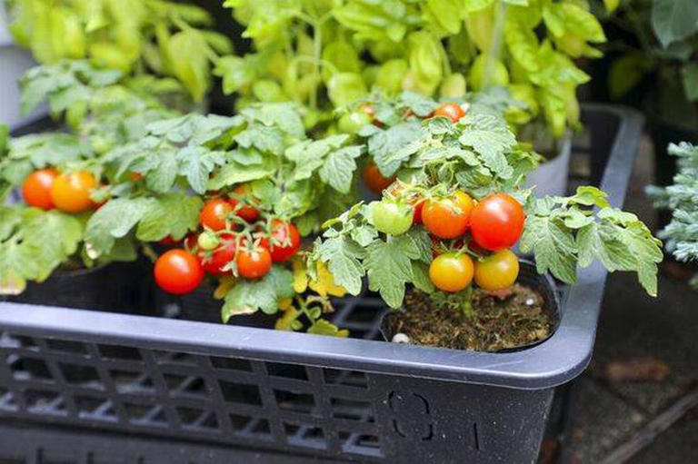 'Easy' Tomato growing hack makes them tastier by simply planting them with herb