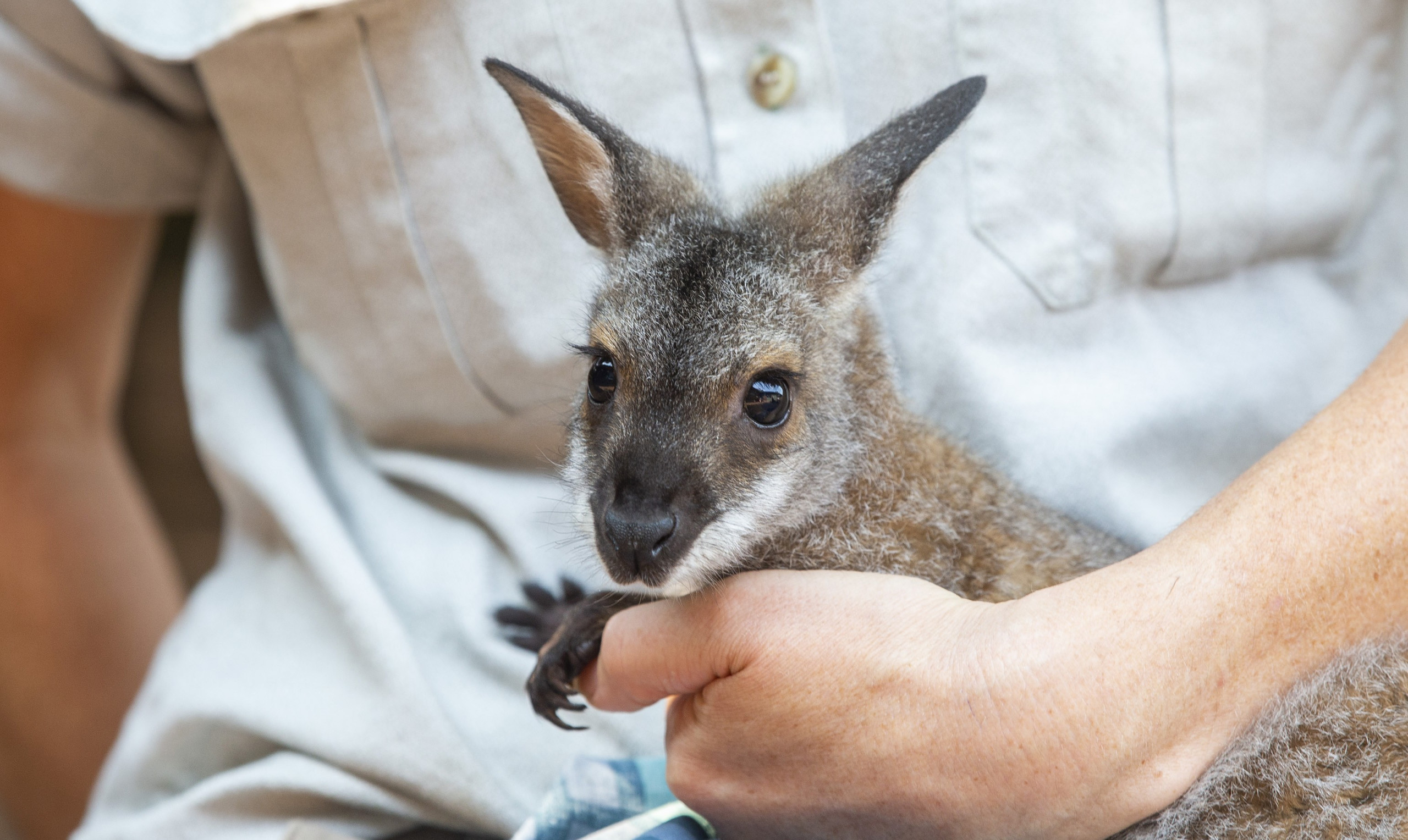 These mammals make the best human companions (according to science)