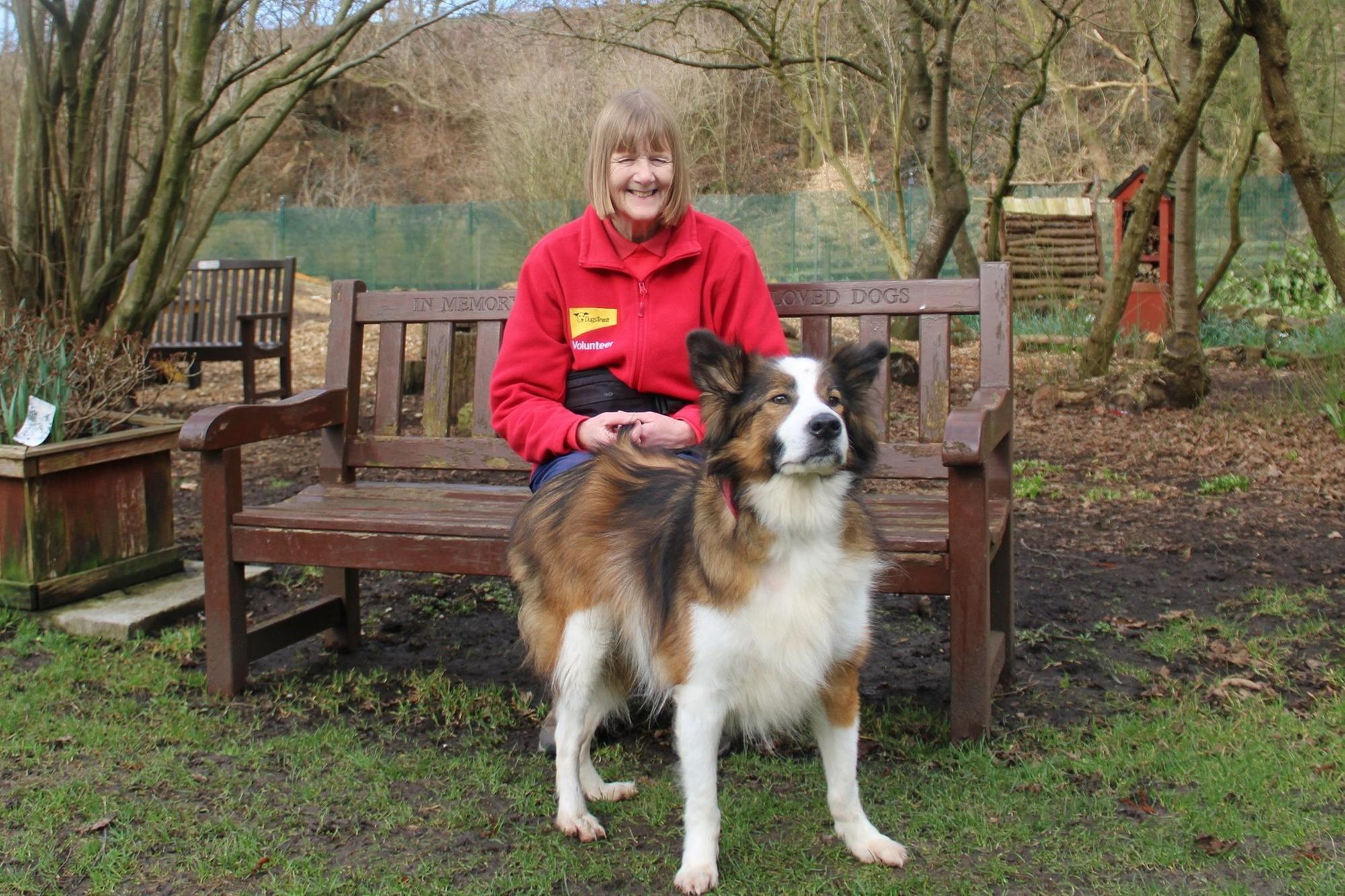 Holding out for a Hiro - Dogs Trust Merseyside rescue dog finds forever ...