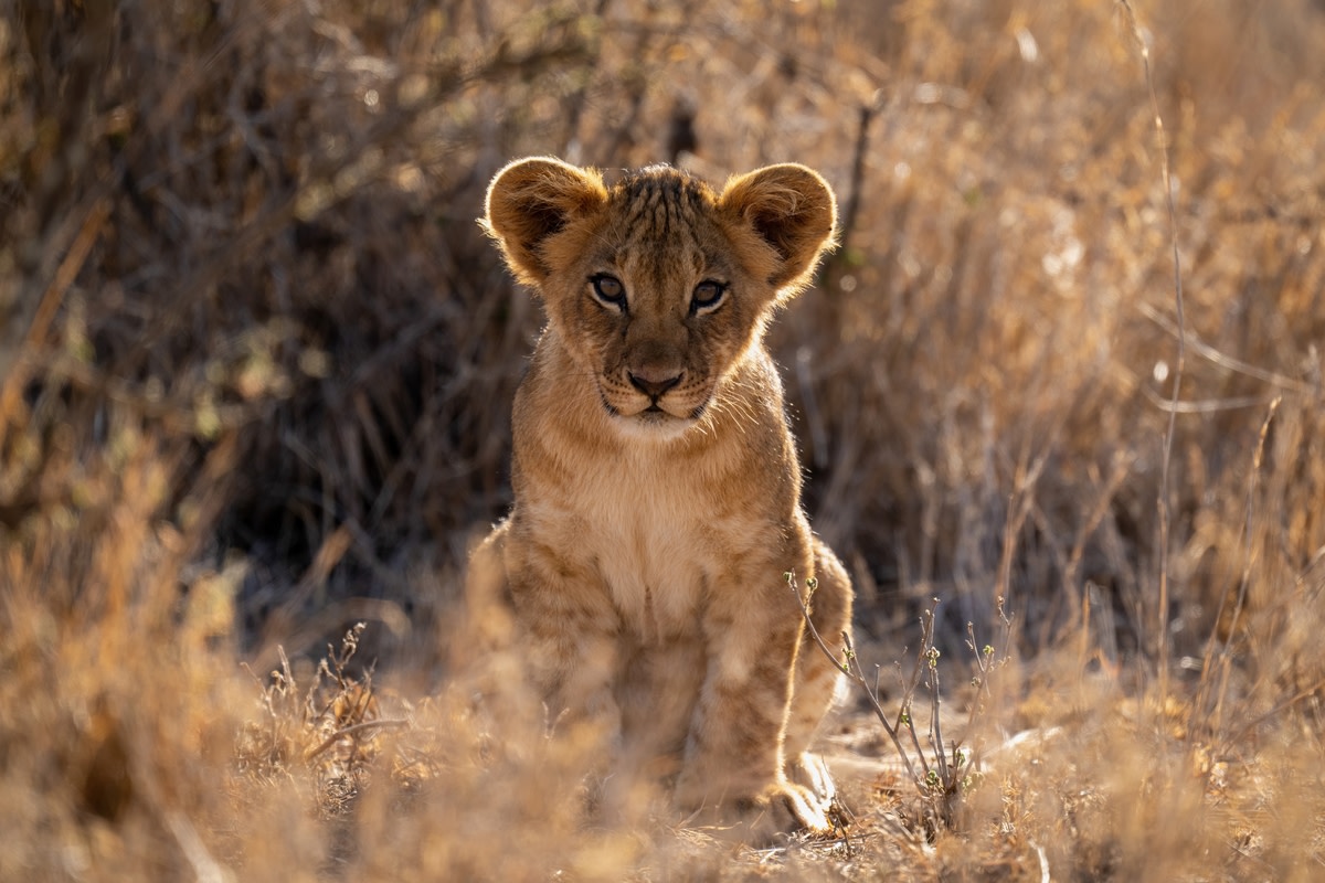 Lion Cub Sneakily Wakes Dad From Nap Then Bolts to Mom Like a Naughty ...