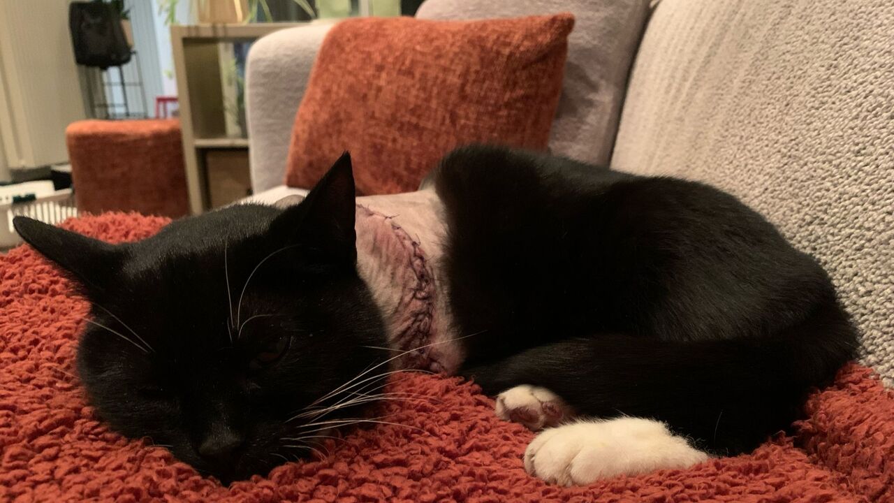 Vrouw uit Kortenberg dient klacht in na vermoedelijk geweerschot op kat ...