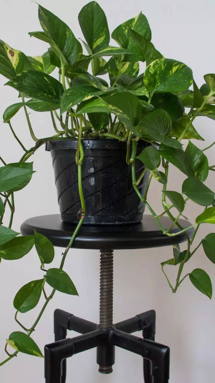 8 reasons why every home must have a Money plant 8 reasons why every home must have a Money plant