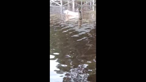 Australia: Gold Coast Dogs Play in Floodwater After Cyclone Alfred
