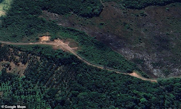 Eight-mile stretch of Amazon forest is felled... to build COP30 road