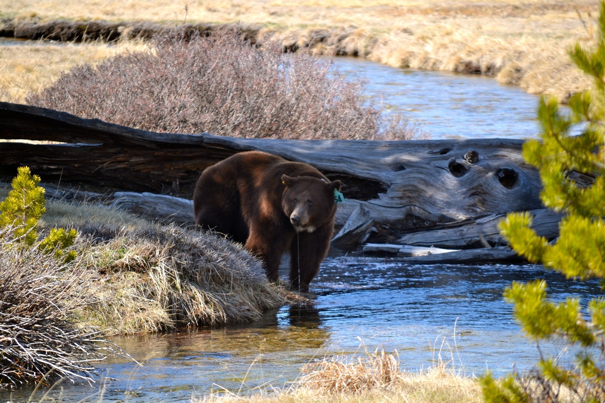 Yosemite rangers warn of bears spotted in campgrounds and picnic areas