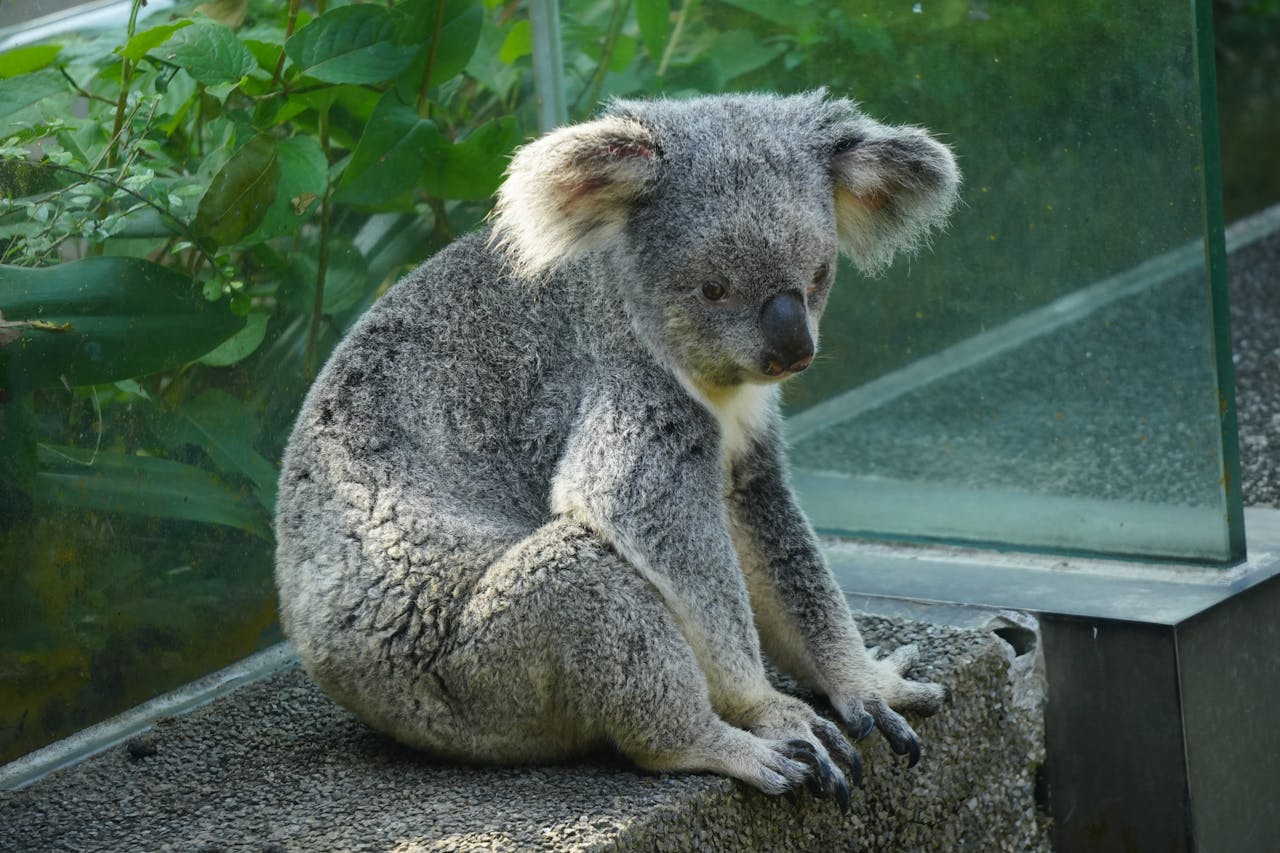 These 10 Adorable Animals Make Terrible Pets—Here’s Why