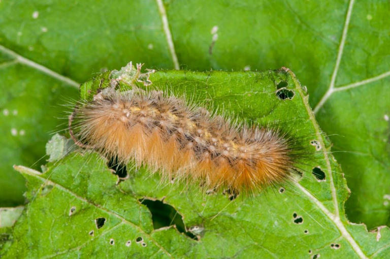 11 Furry Garden Caterpillars: Identification Guide (With Photos)