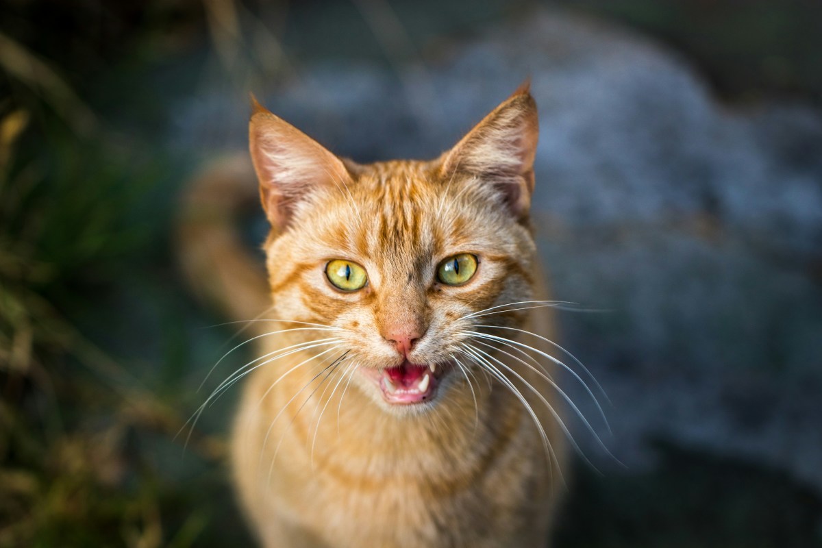 Why Is My Cat Meowing So Much? 10 Potential Reasons