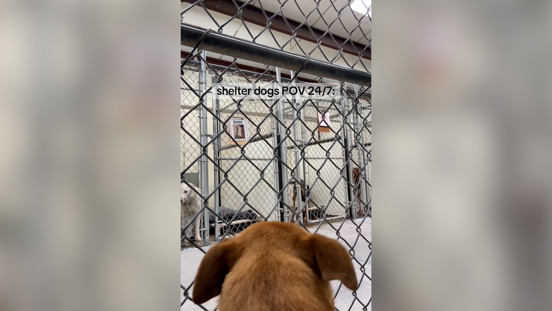 Heartbreak At Shelter Dog’s POV