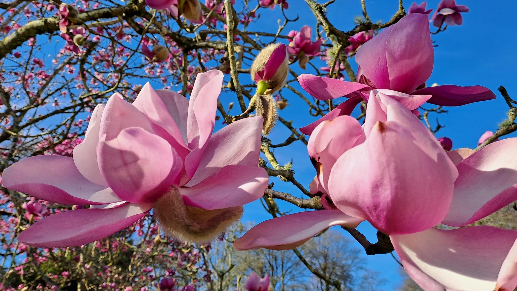 Northern Ireland Weather: Temperatures to dip to -2C tonight with -3C ...