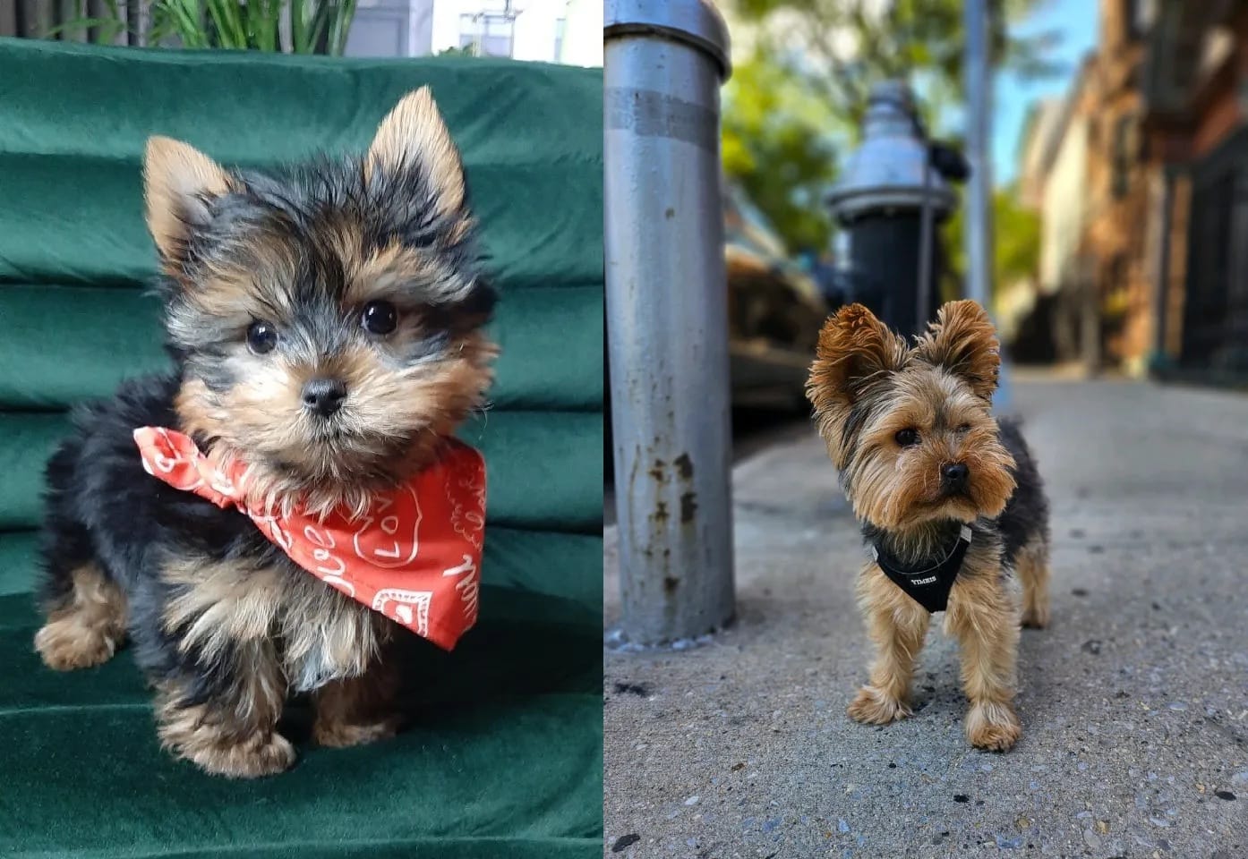 My 2-year-old Yorkie proves the existence of a higher power