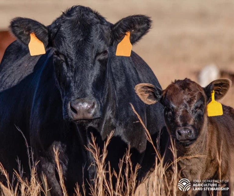 Senate, House can’t agree on which cut of beef to designate as 'State ...