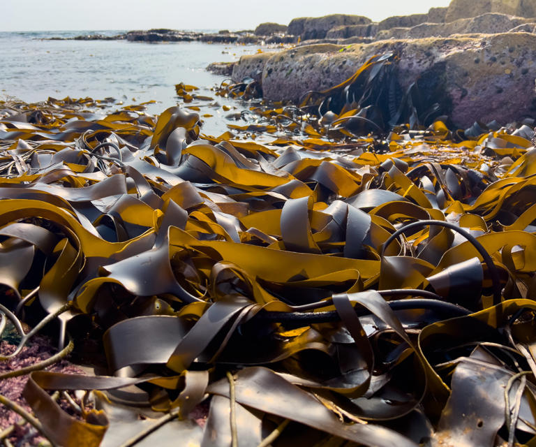 4 reasons you should use seaweed in the garden, plus the plants that ...
