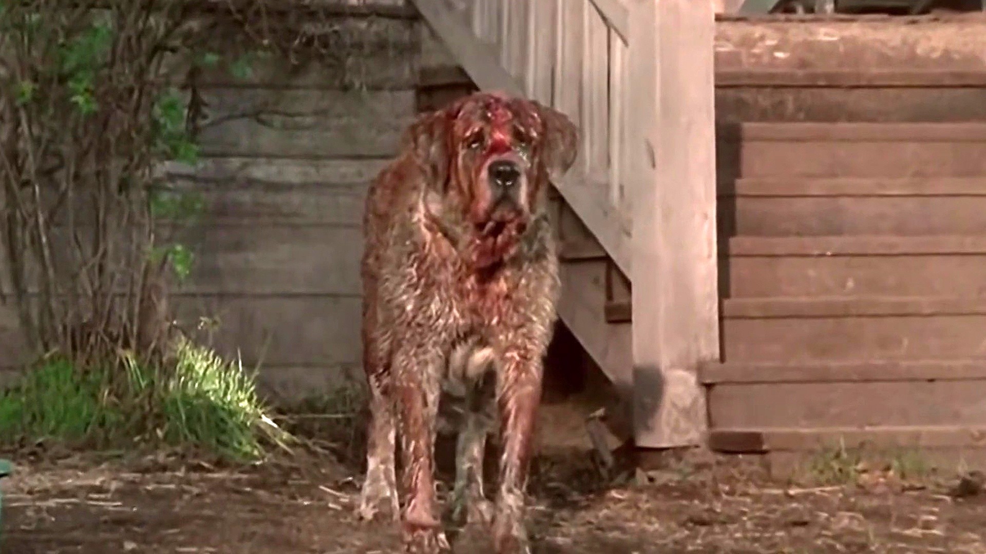 Stephen King's 'Cujo' set to return to big screen in Netflix remake
