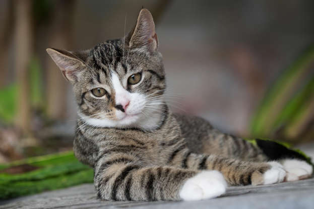 Why Some Cats Become Extra Affectionate During Stressful Times Why Some Cats Become Extra Affectionate During Stressful Times