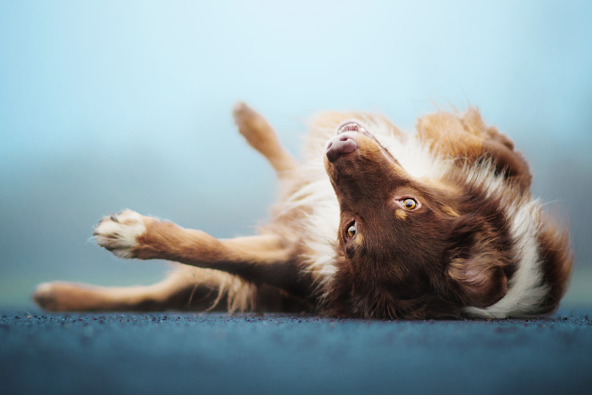 Aussie Shepherd Has Most Hilarious Way of Informing Mom of When 'the ...