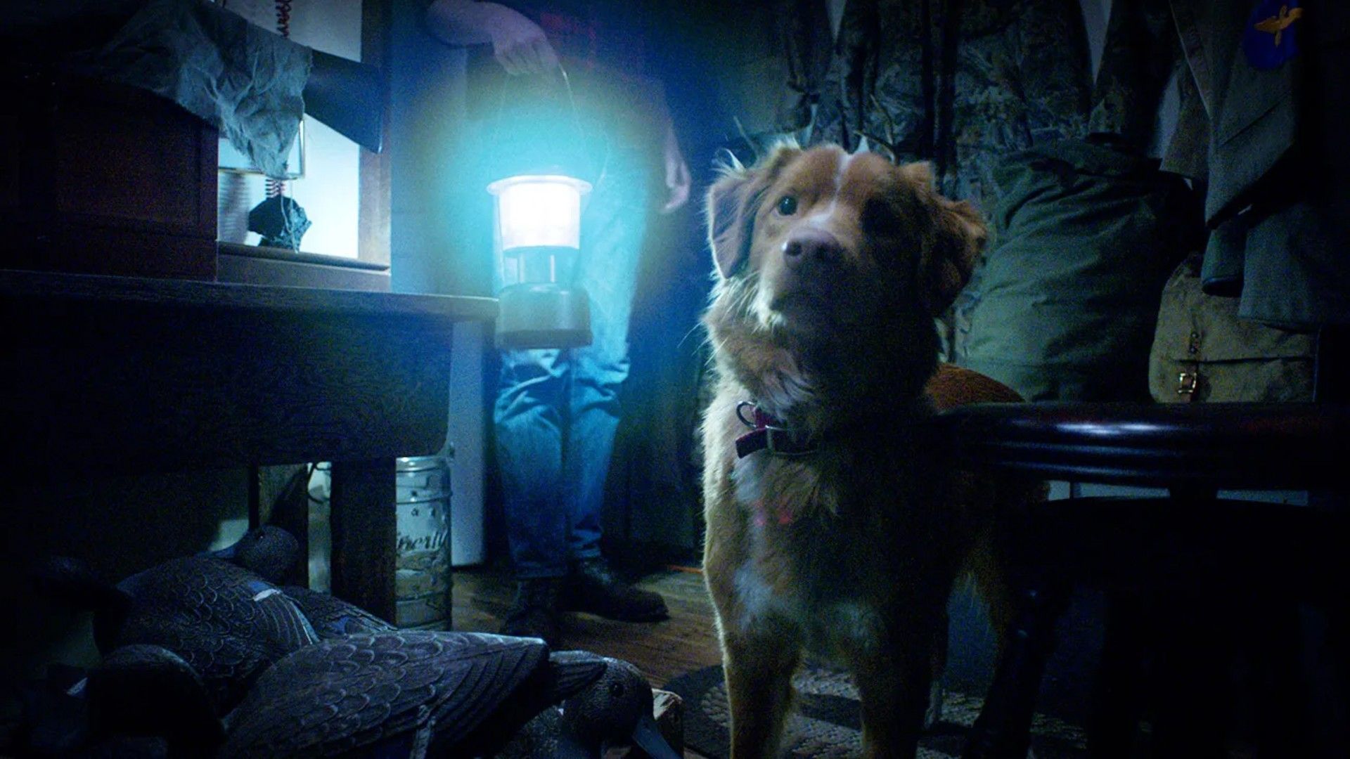 Good Boy, a new scary movie told from a dog's POV, is being called "one ...
