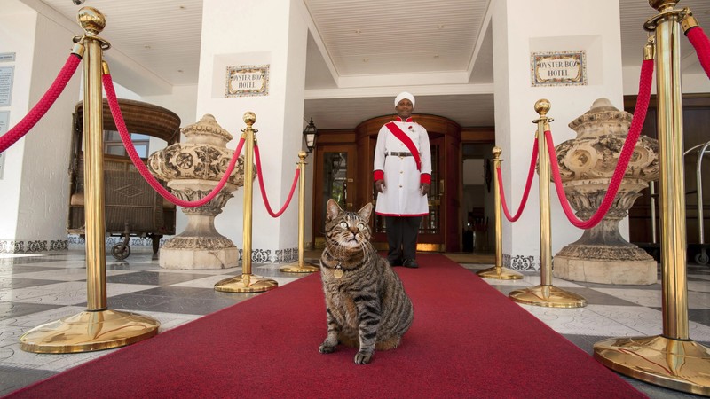 Skabenga, The Oyster Box's cherished cat, passes away at 19