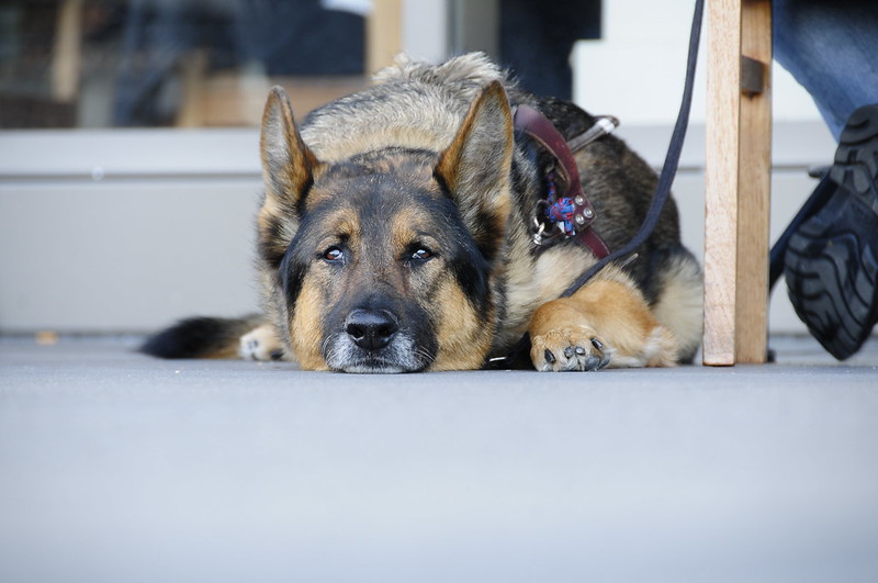 13 Popular Dog Breeds from the ’70s Everyone Had—Some Still Rule Today!