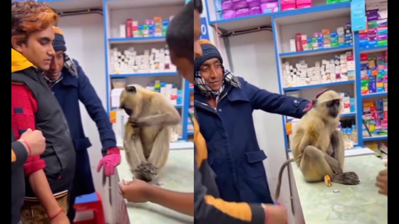 ‘A Step Away From Final Evolution!’: Injured Monkey Rushes To Pharmacy ...