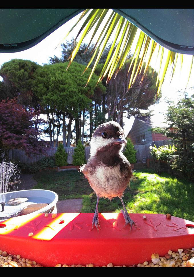 Boost Bird Feeding Excitement With a Smart Bird Feeder