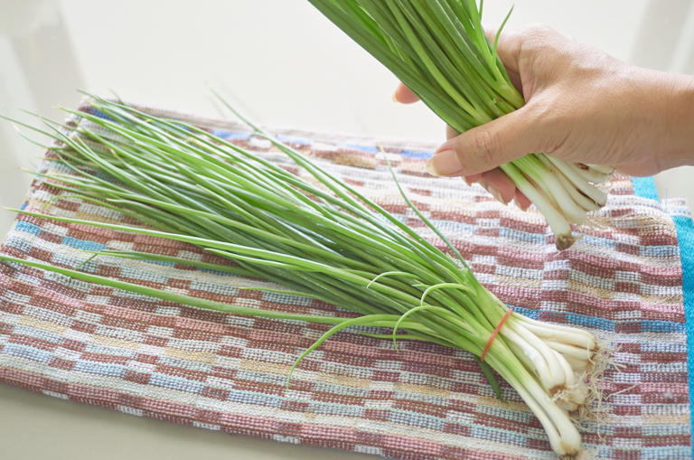 How to Grow Green Onions for an Endless Supply All Season Long