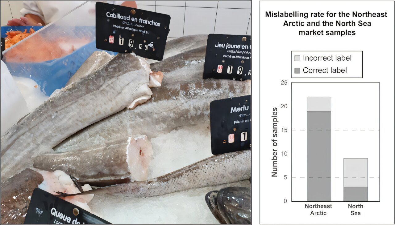 The 'sustainable' cod in your shopping basket may be no such thing—new ...