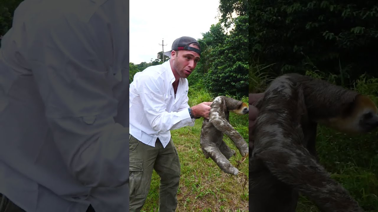 🇸🇷 Saving Three-toed Sloth in Suriname Amazonian Rainforest #shorts
