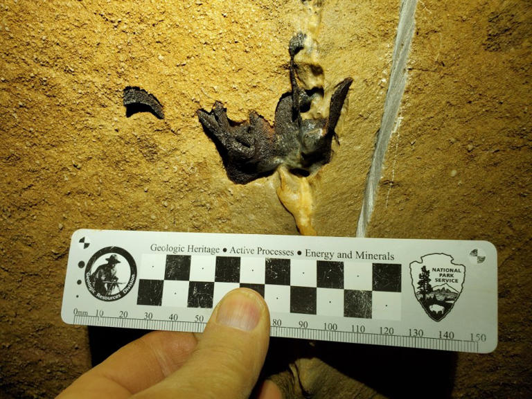 Ancient new shark species discovered in Mammoth Cave