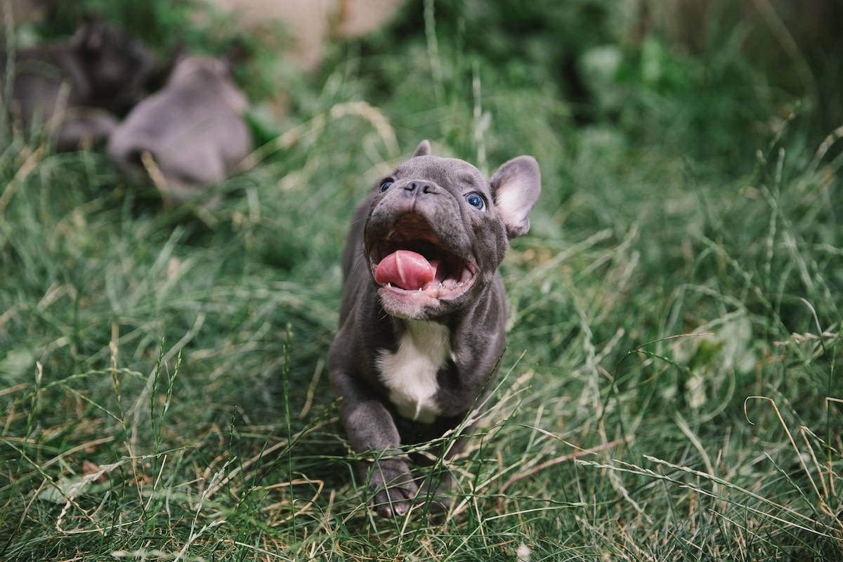 Frenchie Dad Busted by Mom for Letting Puppies Brawl Is Peak Parenting ...