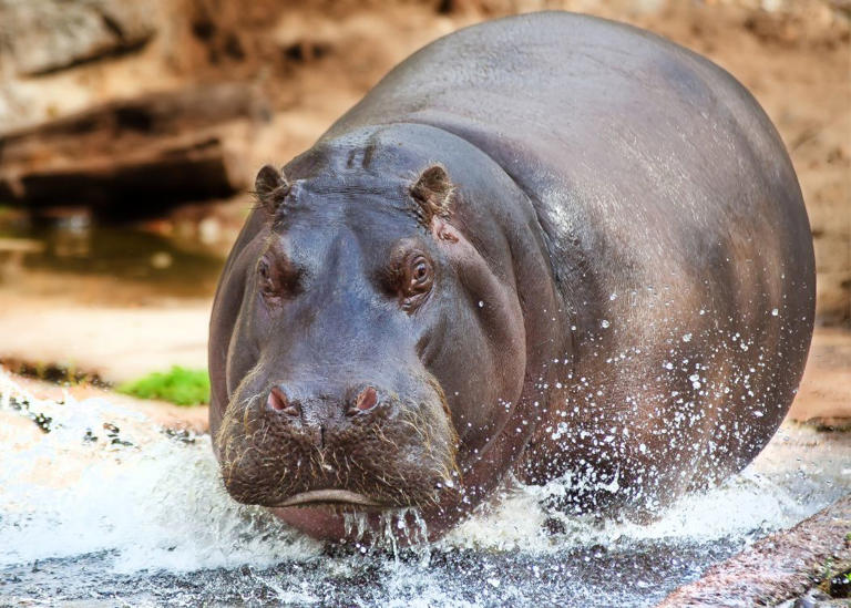 25 Best Zoos in the United States: How Many Have You Visited?