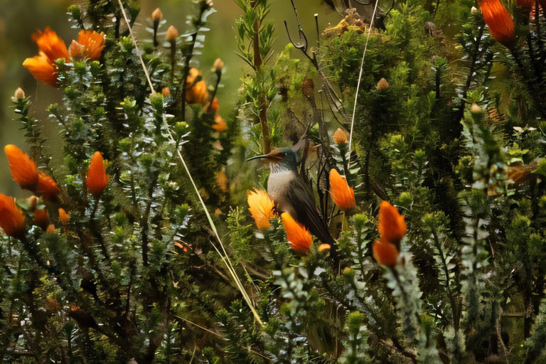 Hummingbirds in Andes Mountains found nesting in colonies, defying ...