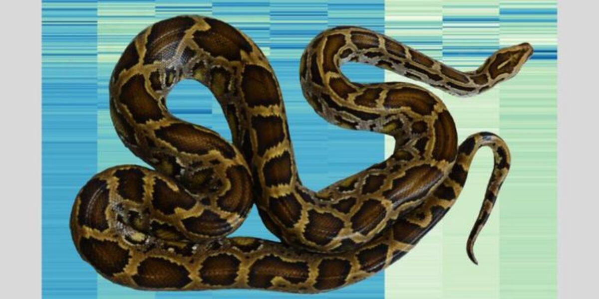 How Pythons Rebuild Their Intestines From Scratch After Every Meal