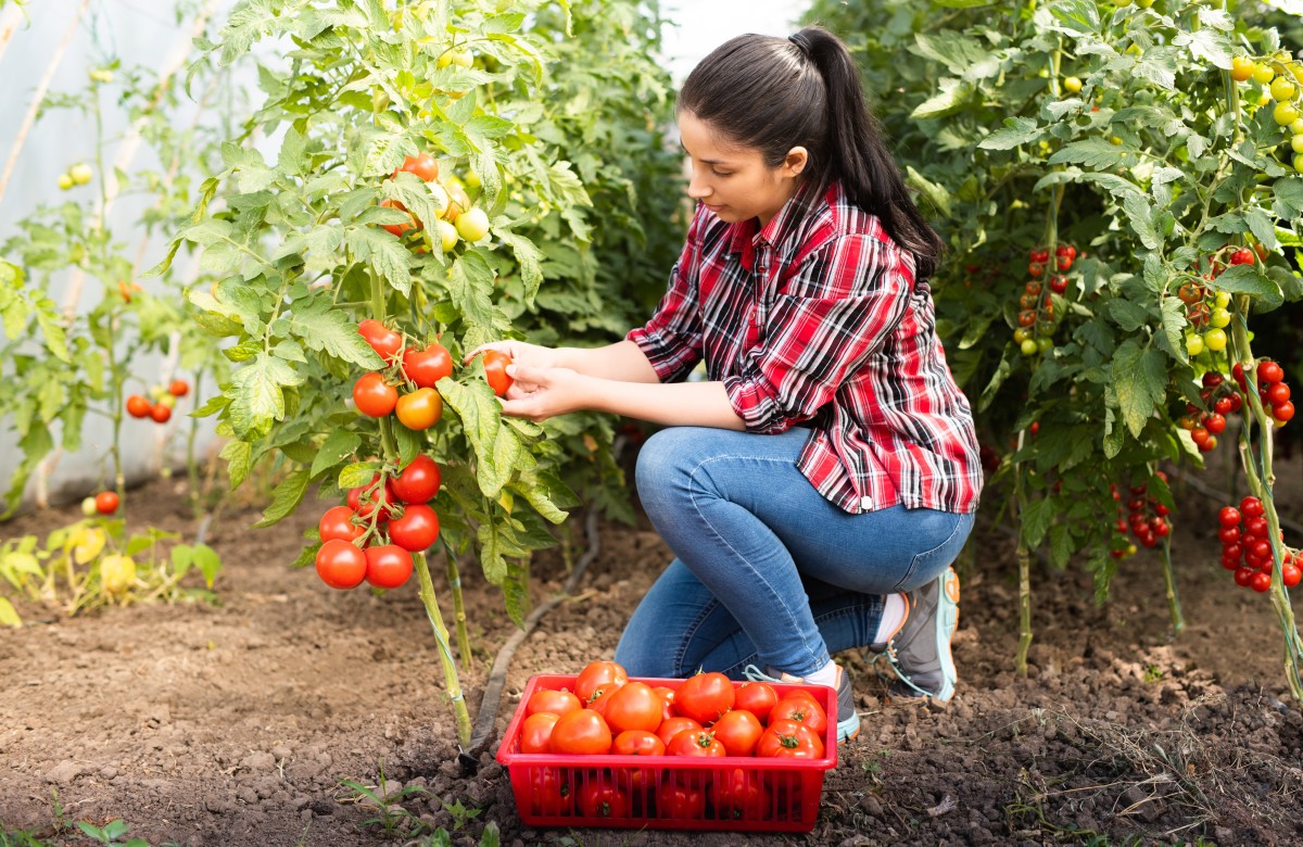 Want Your Garden Tomatoes to Thrive? Don't Ignore These Tips