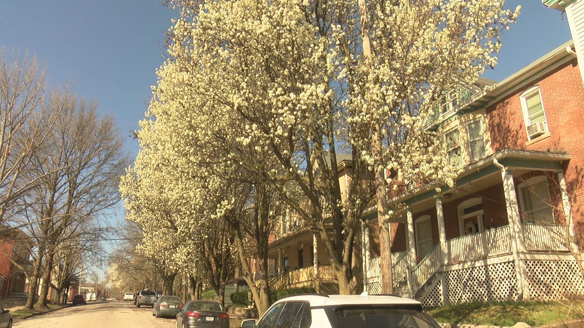 Va. Department of Forestry offers incentive for clearing out invasive ...