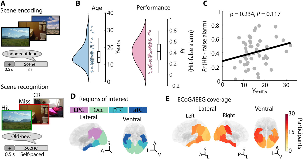 Unique dataset explores how brains store and retrieve memories