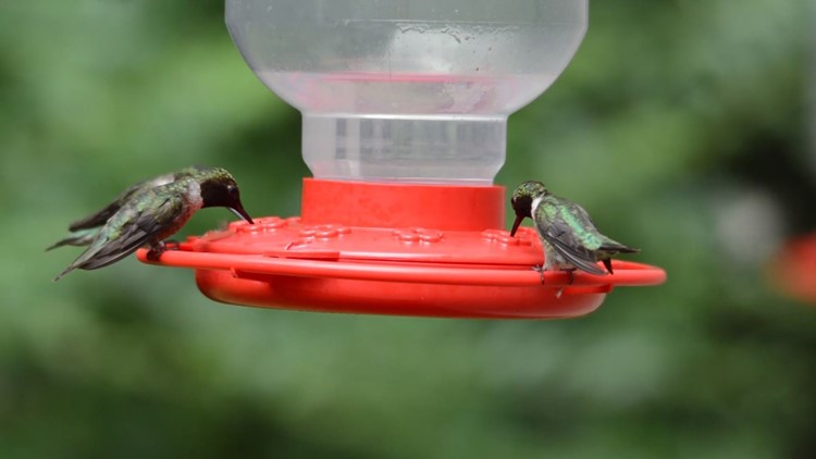 Hummingbird season has arrived in Texas
