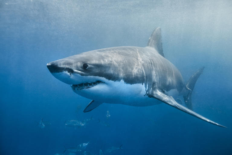 Avoid area at Orono-Old Town line, UMaine police say