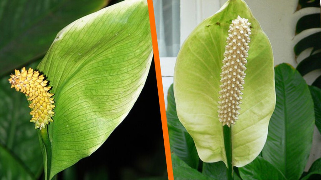 Qué hacer si las flores de la planta cuna de Moisés se ponen verdes ...