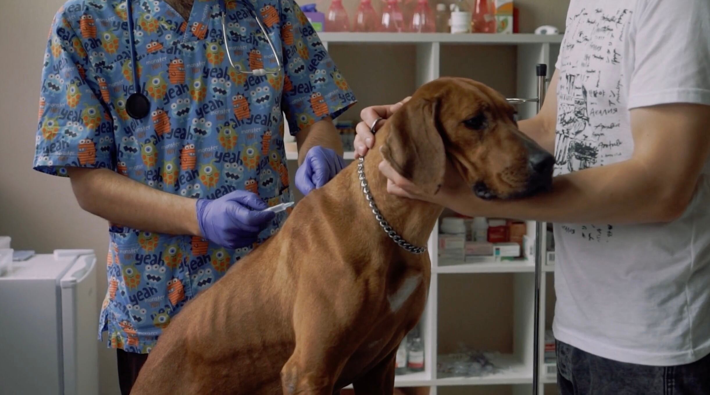 SC health department offering free or low-cost rabies vaccine clinics